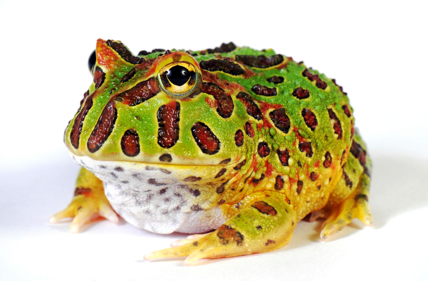 24zampe | Insetti, ragni e rettili “Predatori del microcosmo” al museo ...