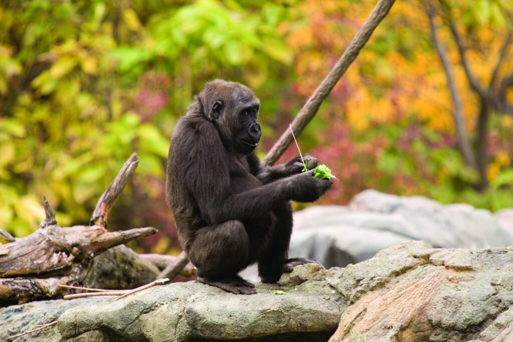 24zampe | Pronta la mappa completa del dna del gorilla: quanto è ...