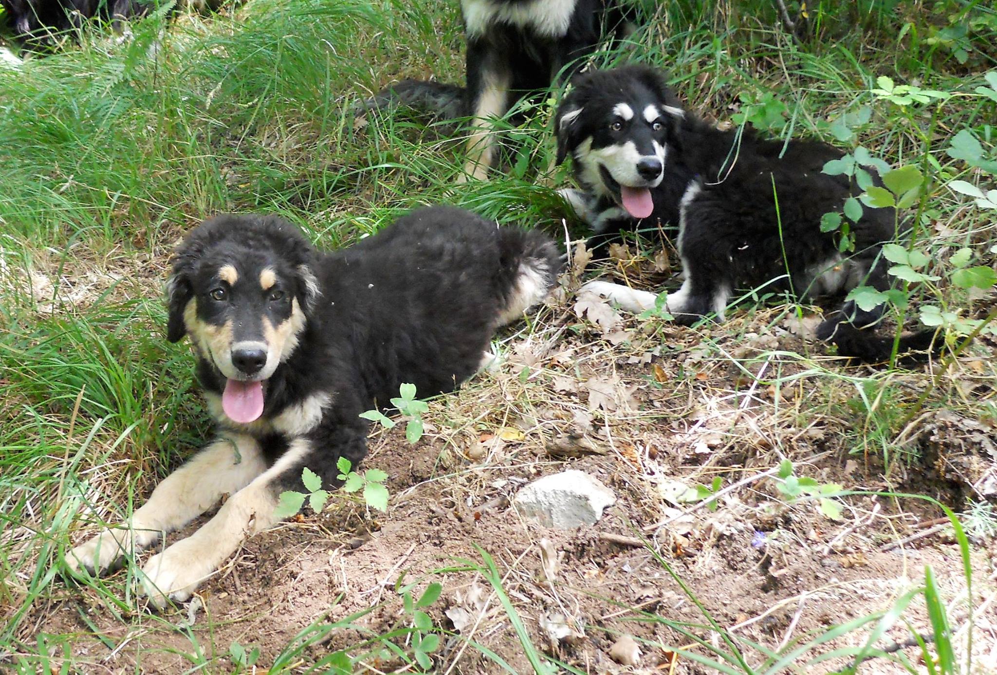 24zampe | Il Parco Aspromonte schiera i cani pastori della Sila a ...