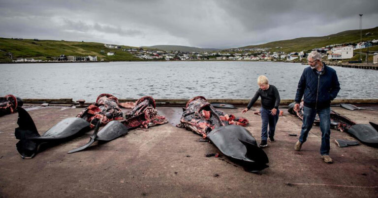 24zampe | Alle isole Faroe torna la “grindadràp”, la mattanza delle balene