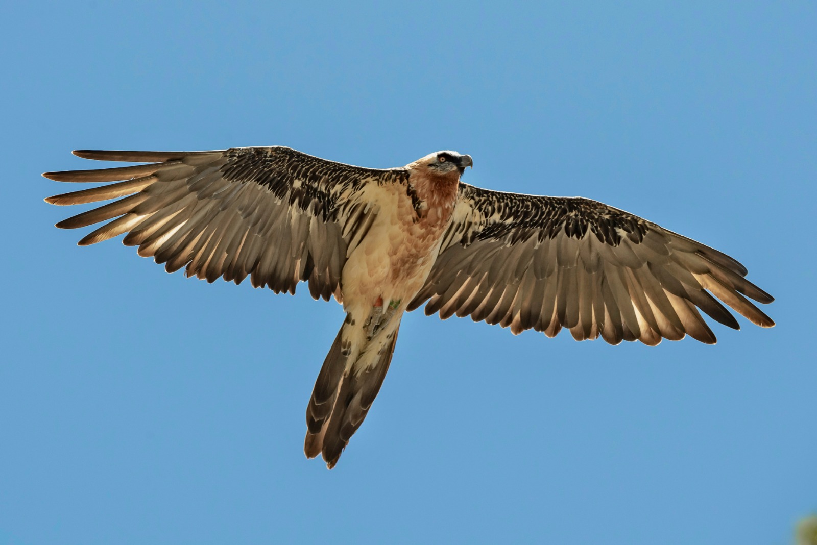 24zampe | Stelvio, il gipeto italiano reintrodotto in natura in Spagna