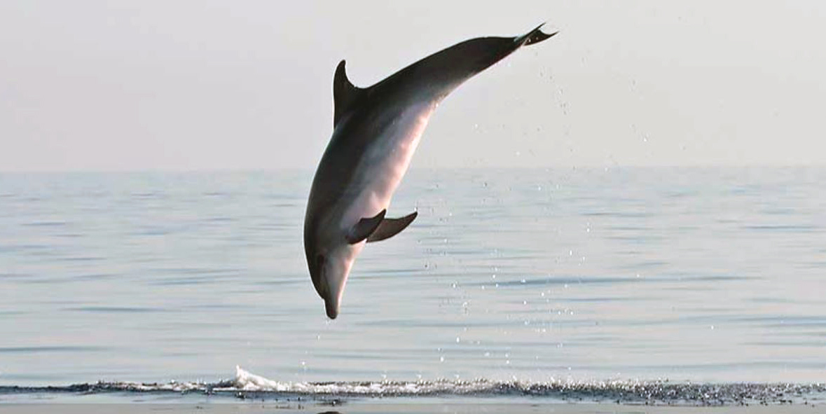 24zampe | Sardegna, con il dolphin-watching si possono salvare i tursiopi