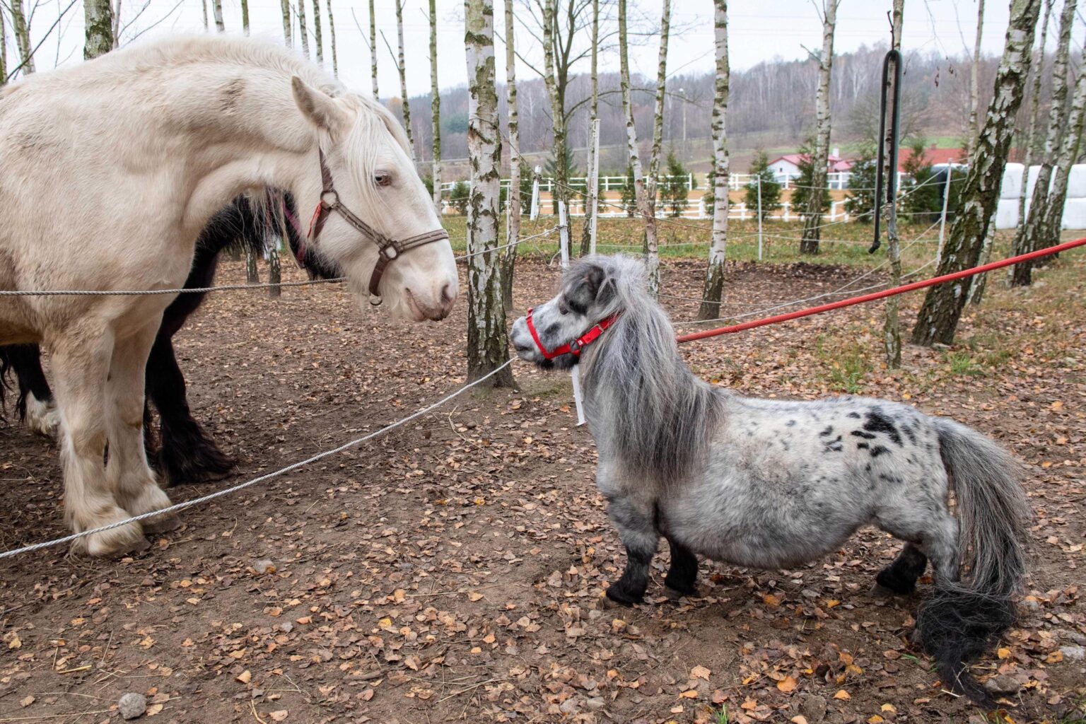 24zampe | Bombel, il cavallo più piccolo al mondo: è alto solo 56,7 cm