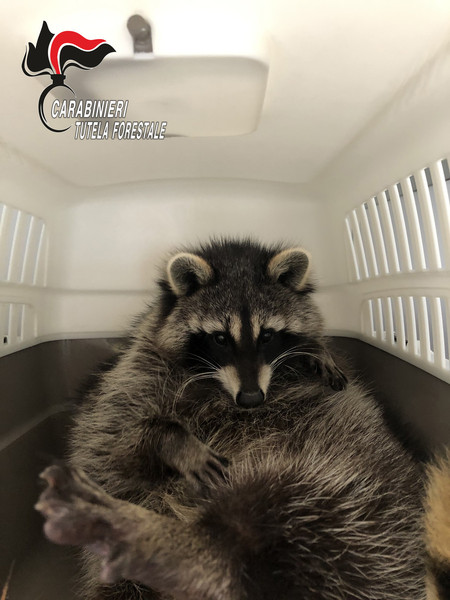 24zampe | A passeggio con un procione al guinzaglio a Milano: sequestrato