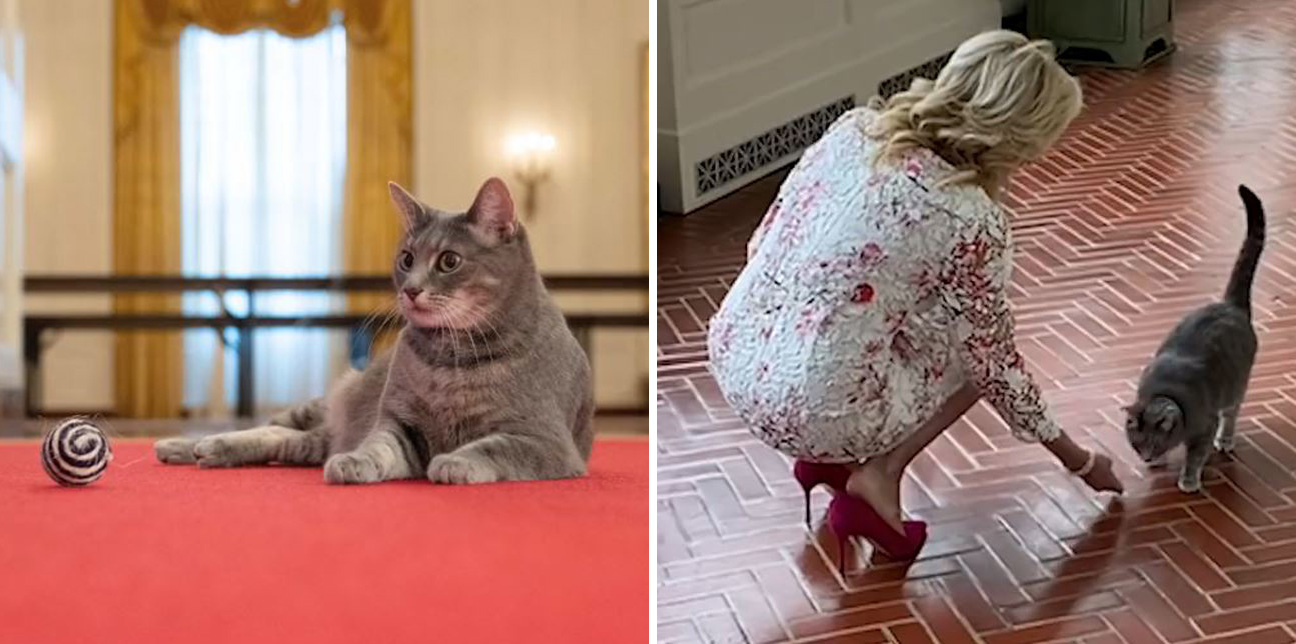 24zampe | Usa, le avventure della first cat Willow celebrano il ...
