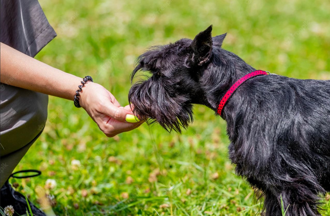 24zampe | A Pavia cane schnauzer attacca il padrone: gli stacca il ...