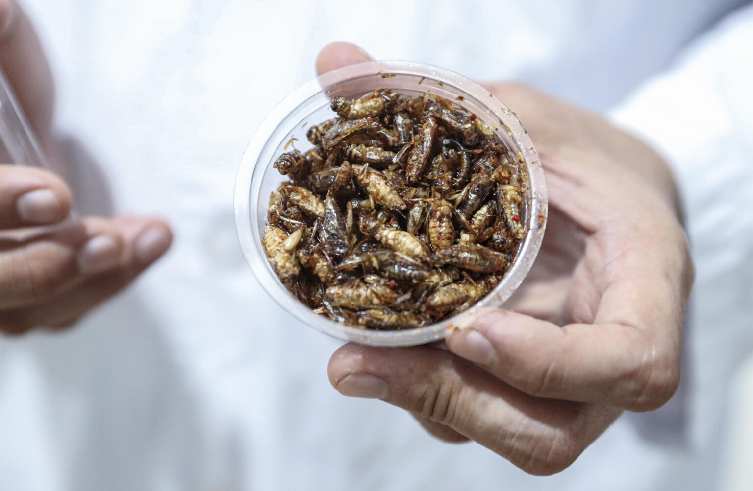 24zampe | E’ la settimana degli insetti: il 24/1 via ai grilli, il 26 ...