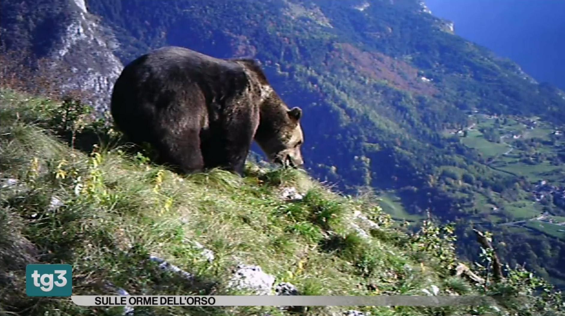24zampe | Rai3, la tv segue le orme degli orsi tra Abruzzo e Trentino