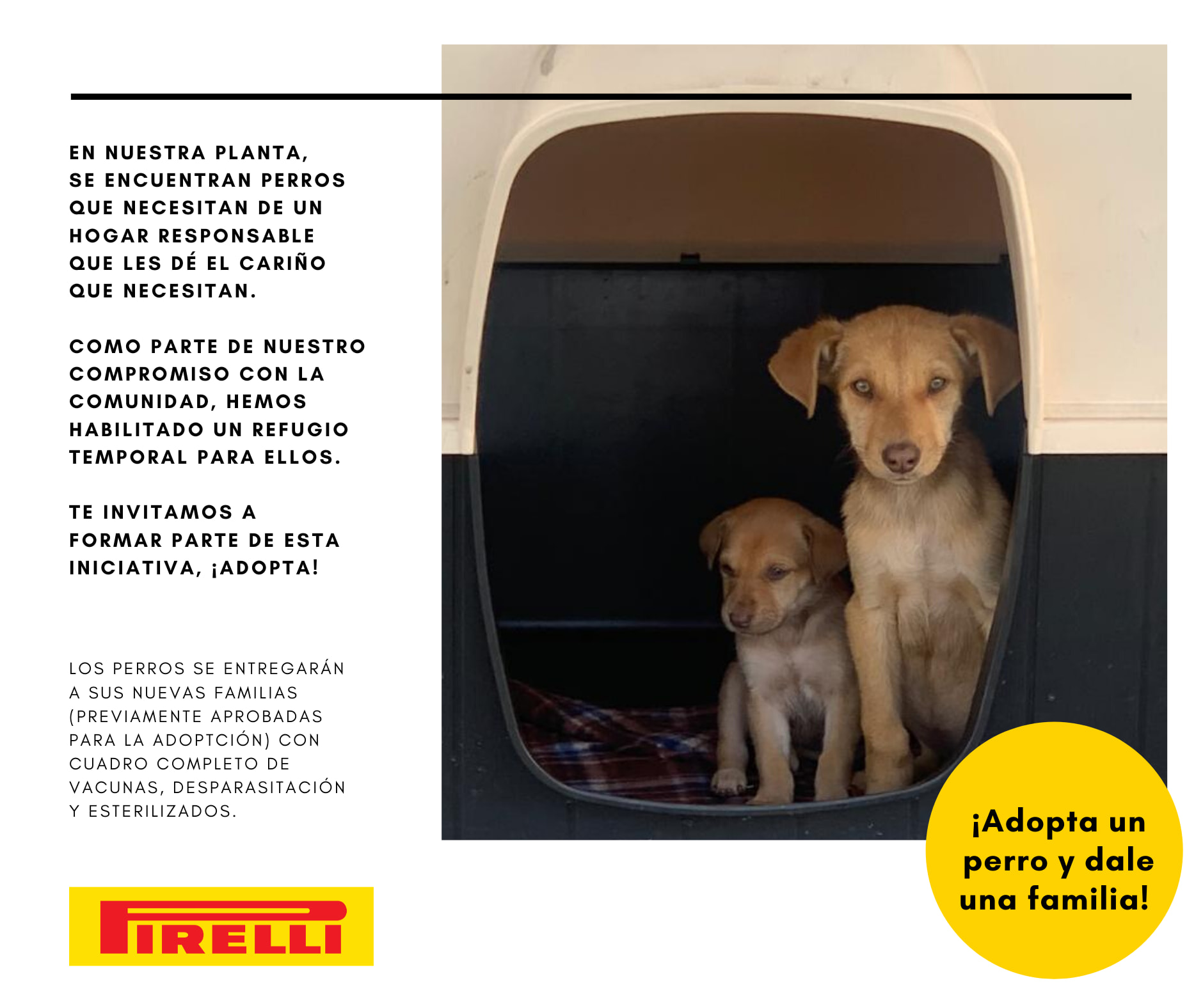 24zampe | Pirelli crea un rifugio per cani randagi nel suo stabilimento ...