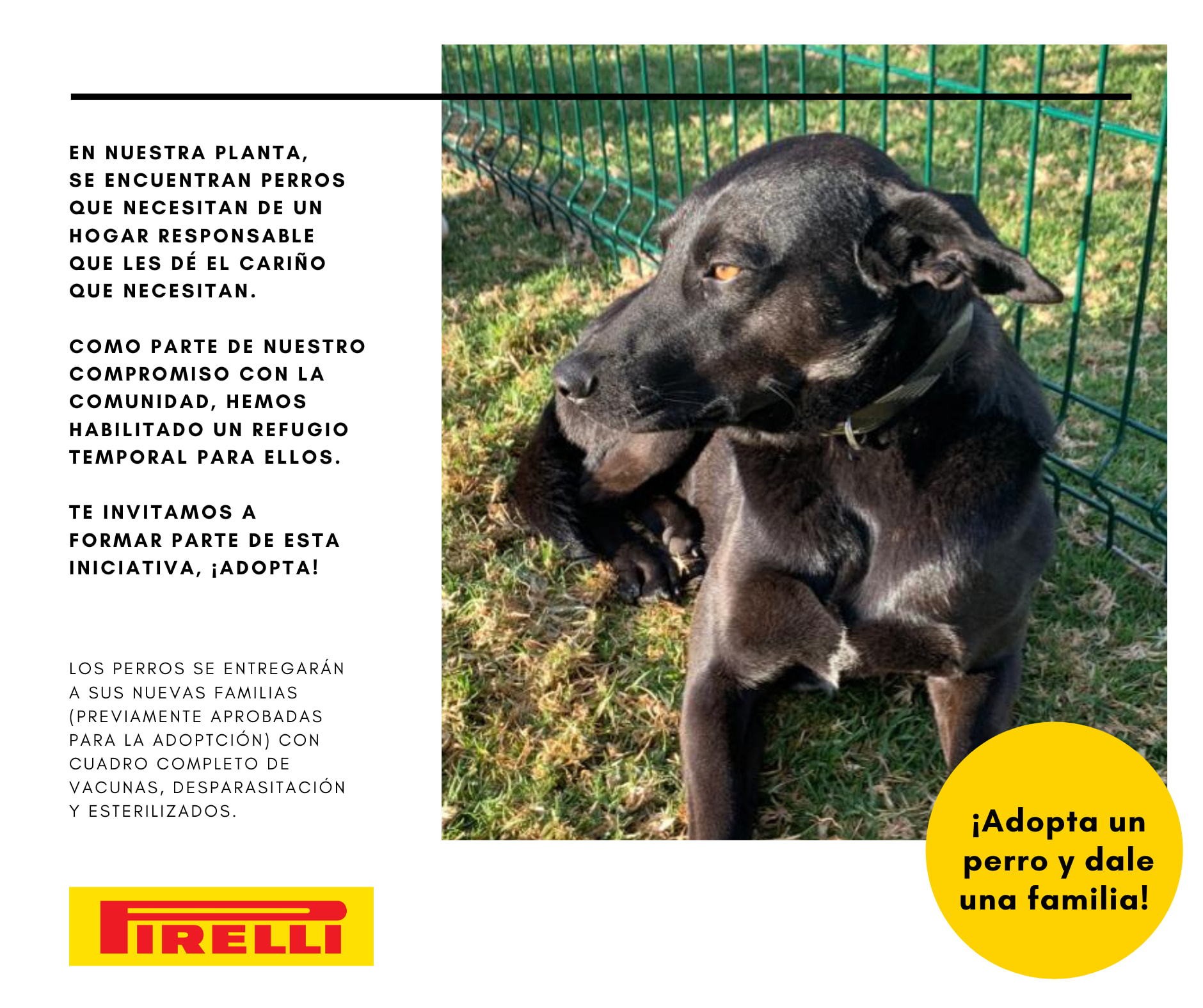24zampe | Pirelli crea un rifugio per cani randagi nel suo stabilimento ...