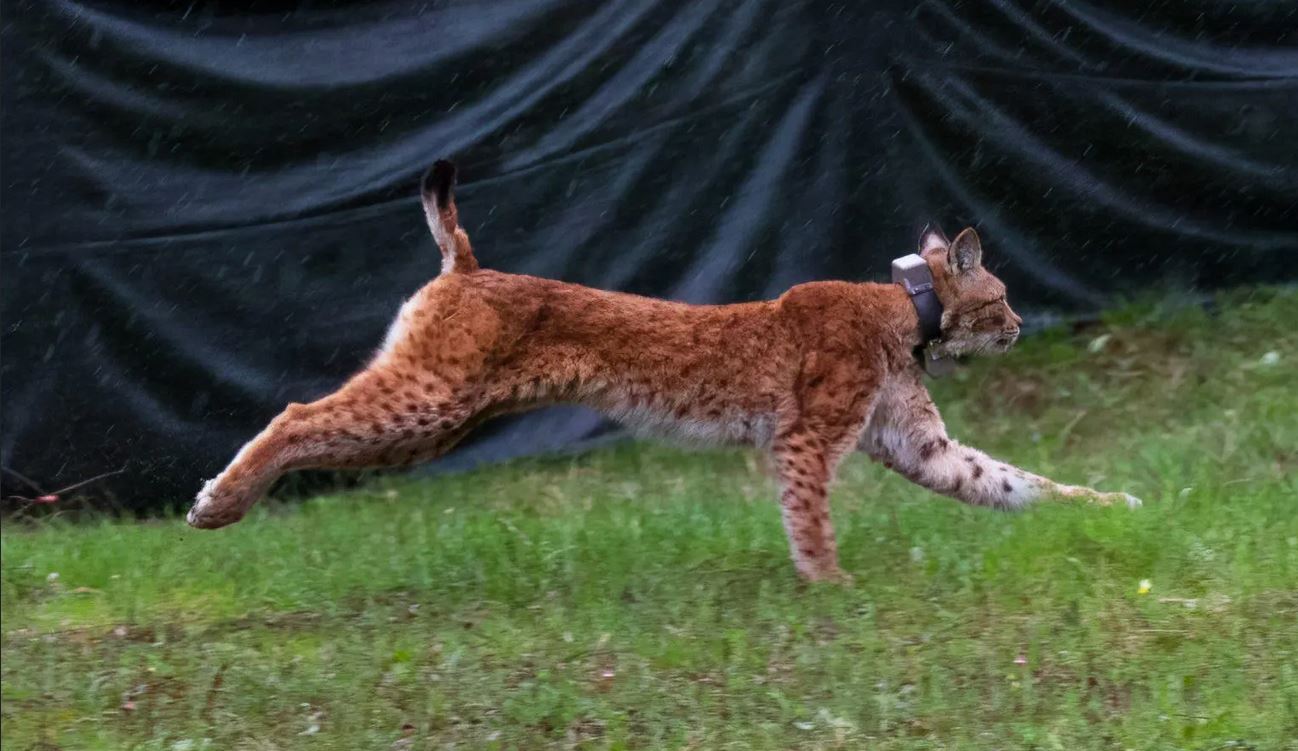 24zampe | Troppo poche le linci in Italia: 5 esemplari liberati sulle ...