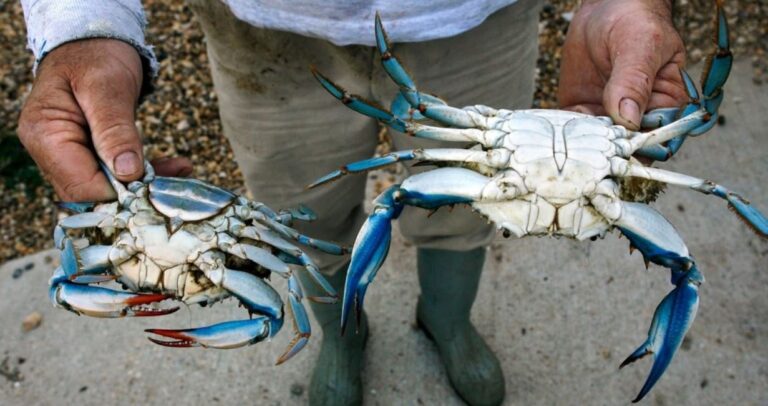 24zampe | Pescatori a caccia di granchi blu per salvare la raccolta vongole