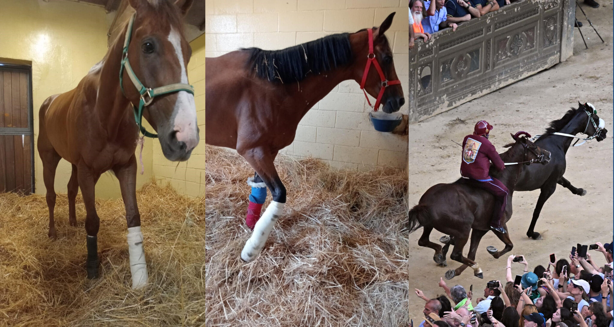 24zampe | Palio di Siena, polemica degli animalisti dopo i due cavalli ...