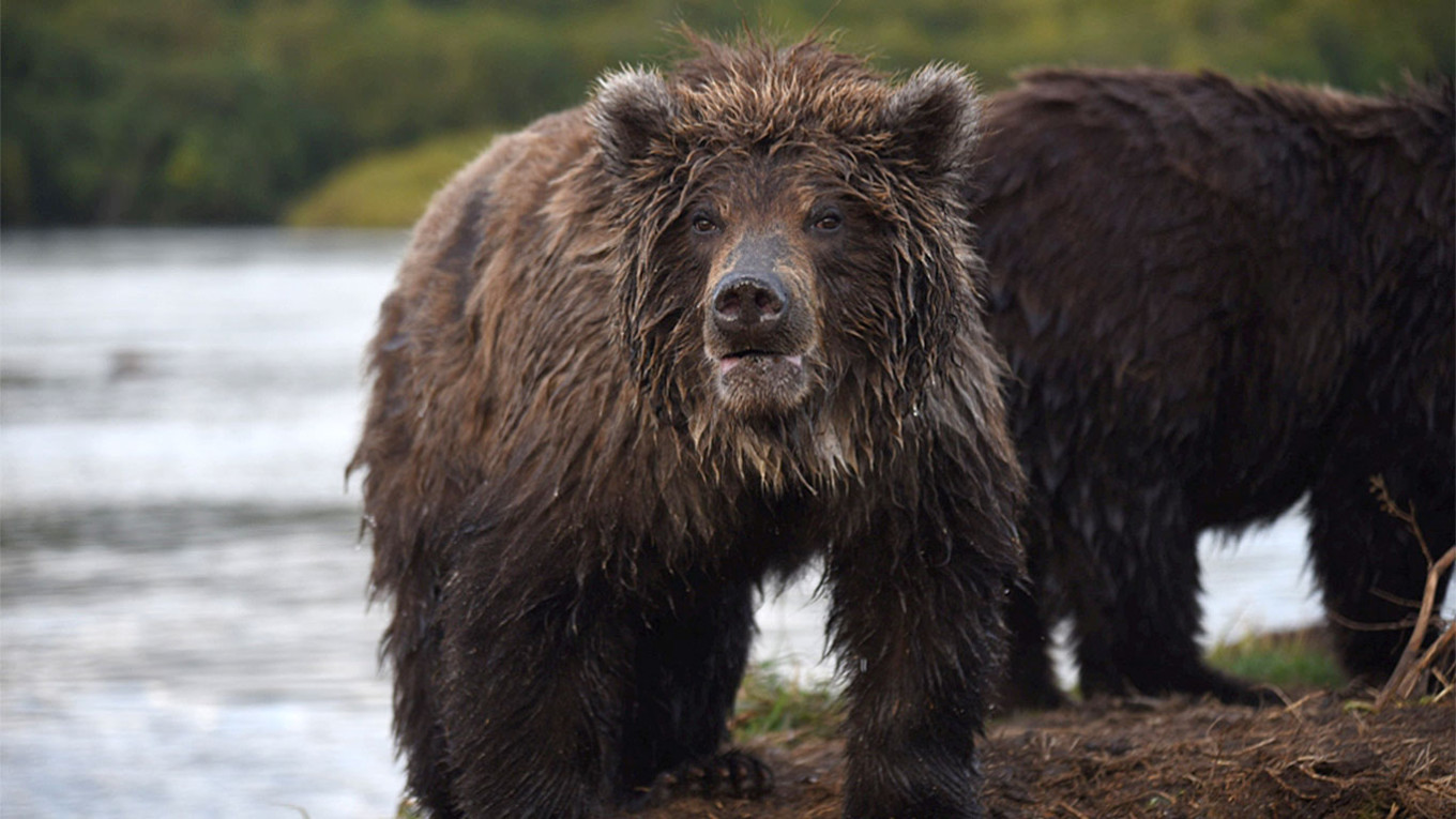 24zampe | Troppo caldo in Russia, per gli orsi è più difficile andare in letargo