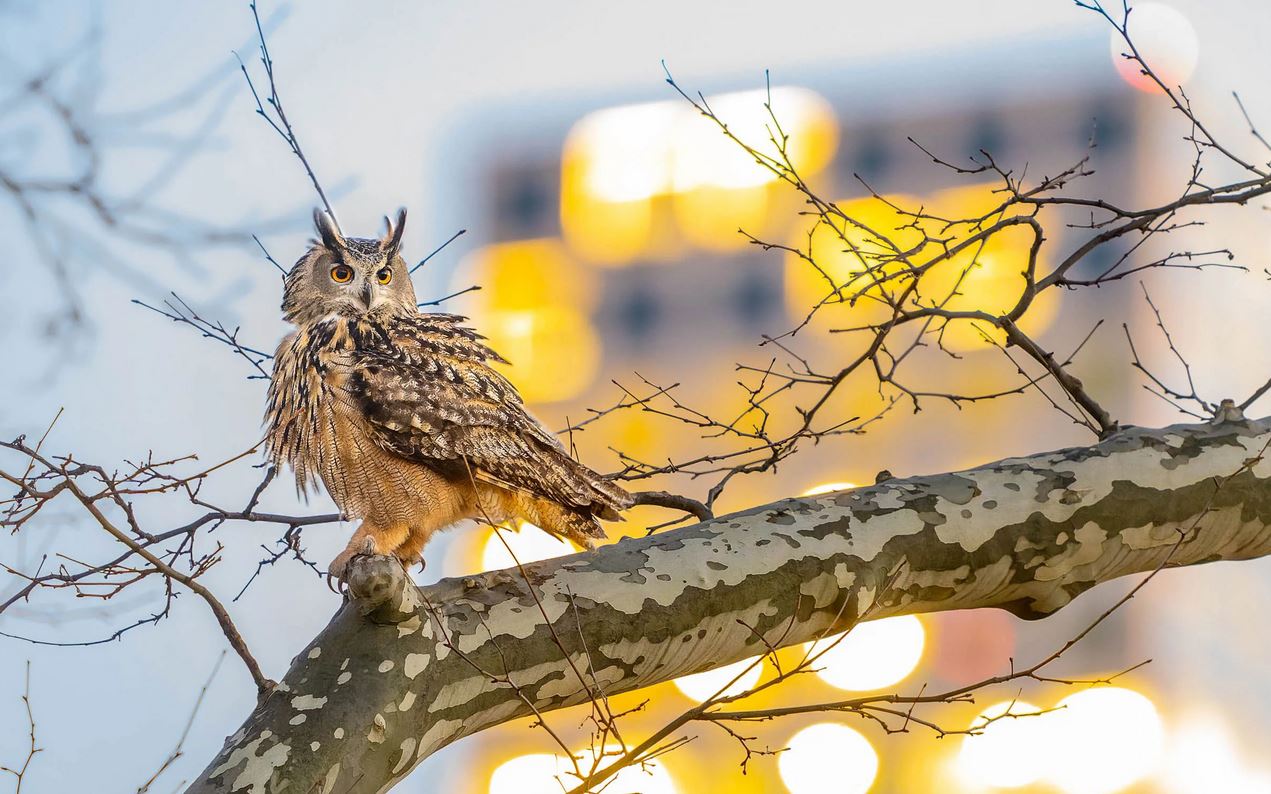 24zampe | New York, addio a Flaco: il gufo in fuga dallo zoo morto ...