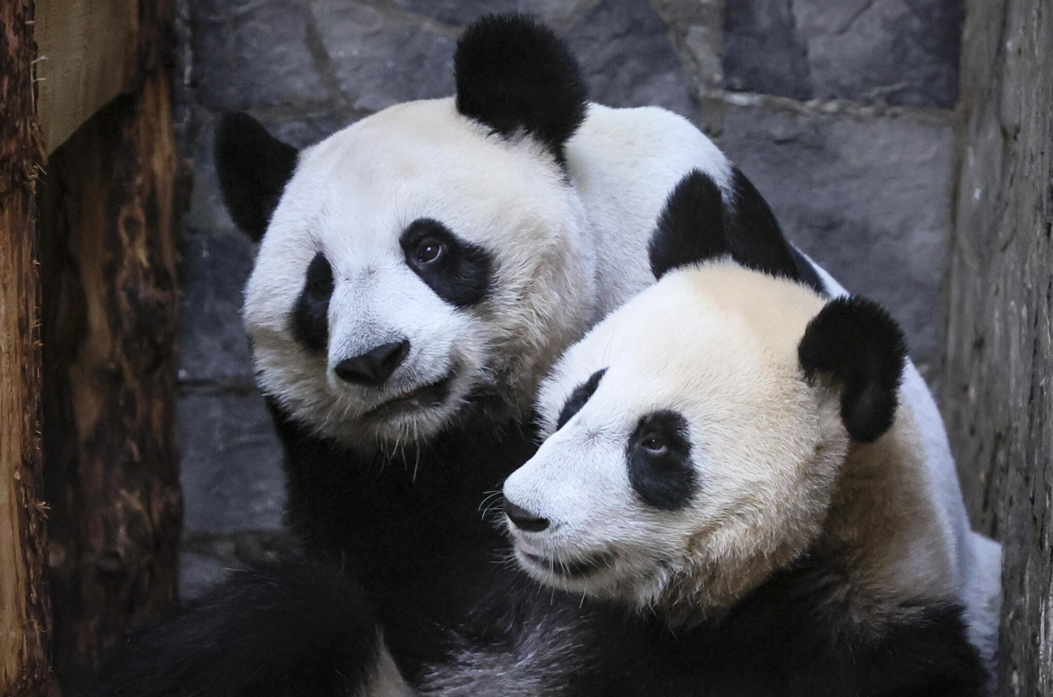 24zampe | La giornata mondiale del panda gigante: dieci fatti poco ...