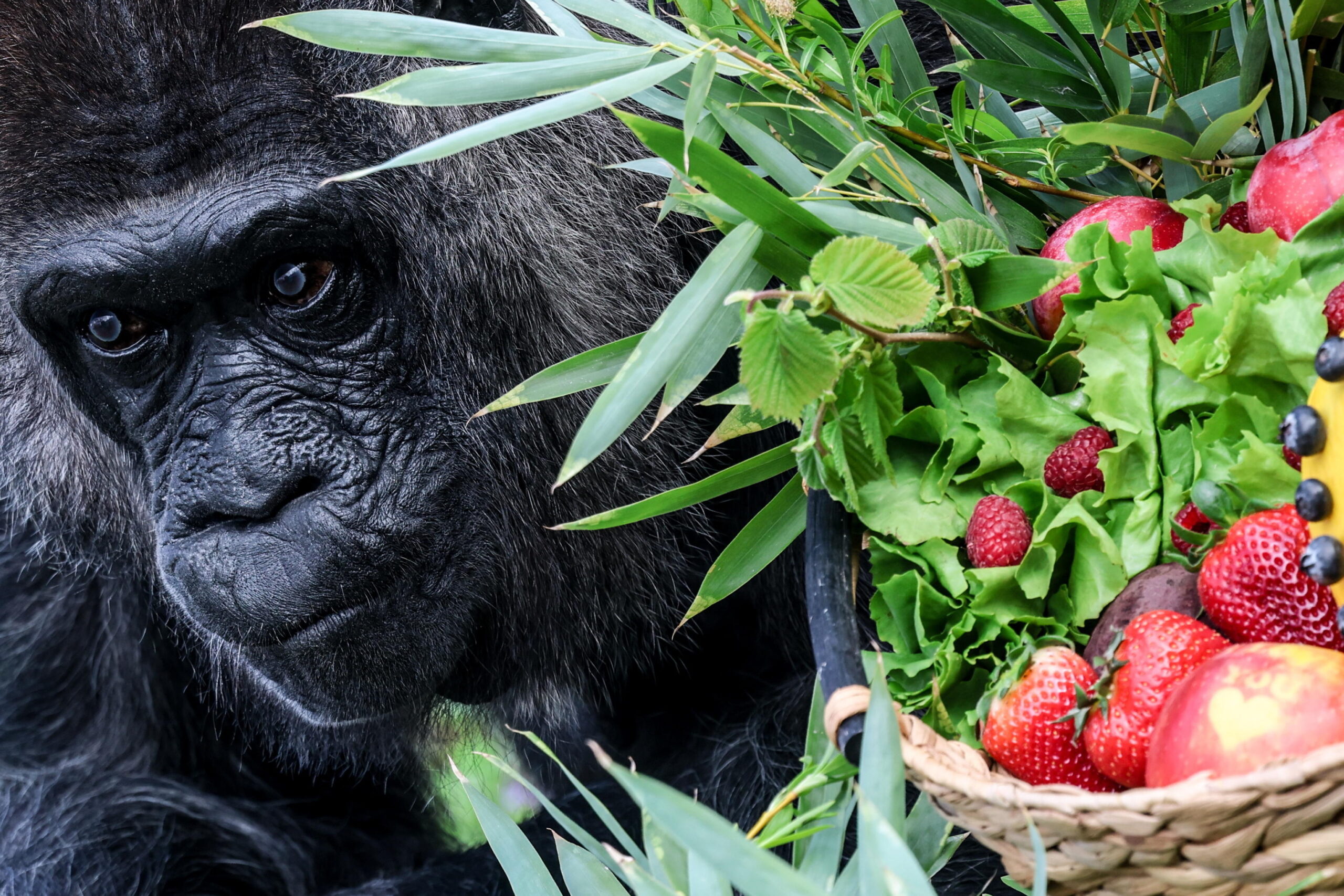 24zampe | Auguri Fatou: la più vecchia gorilla al mondo compie 68 anni