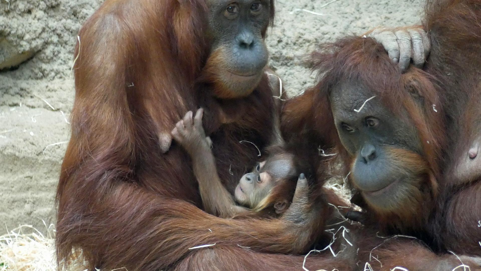 24zampe | Scimmie scappano dal recinto, evacuato lo zoo di Francoforte