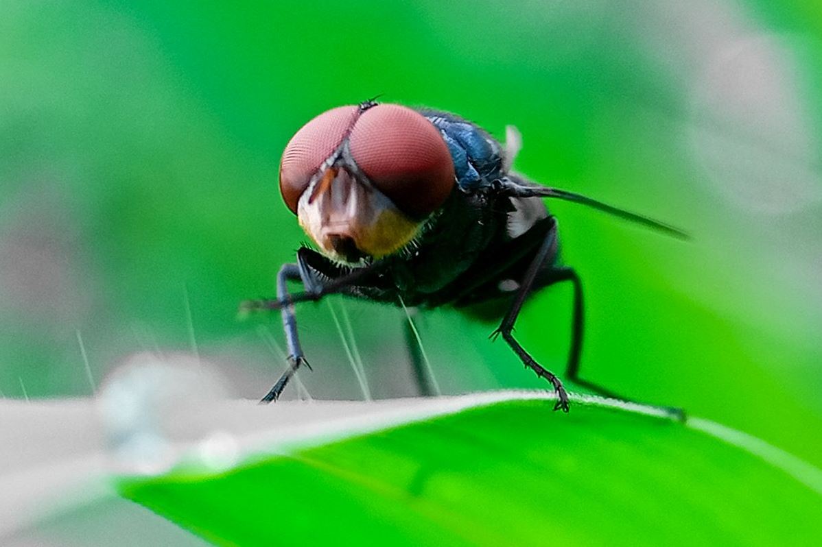 24zampe | Gli Usa pronti ad allevare miliardi di mosche per combattere ...