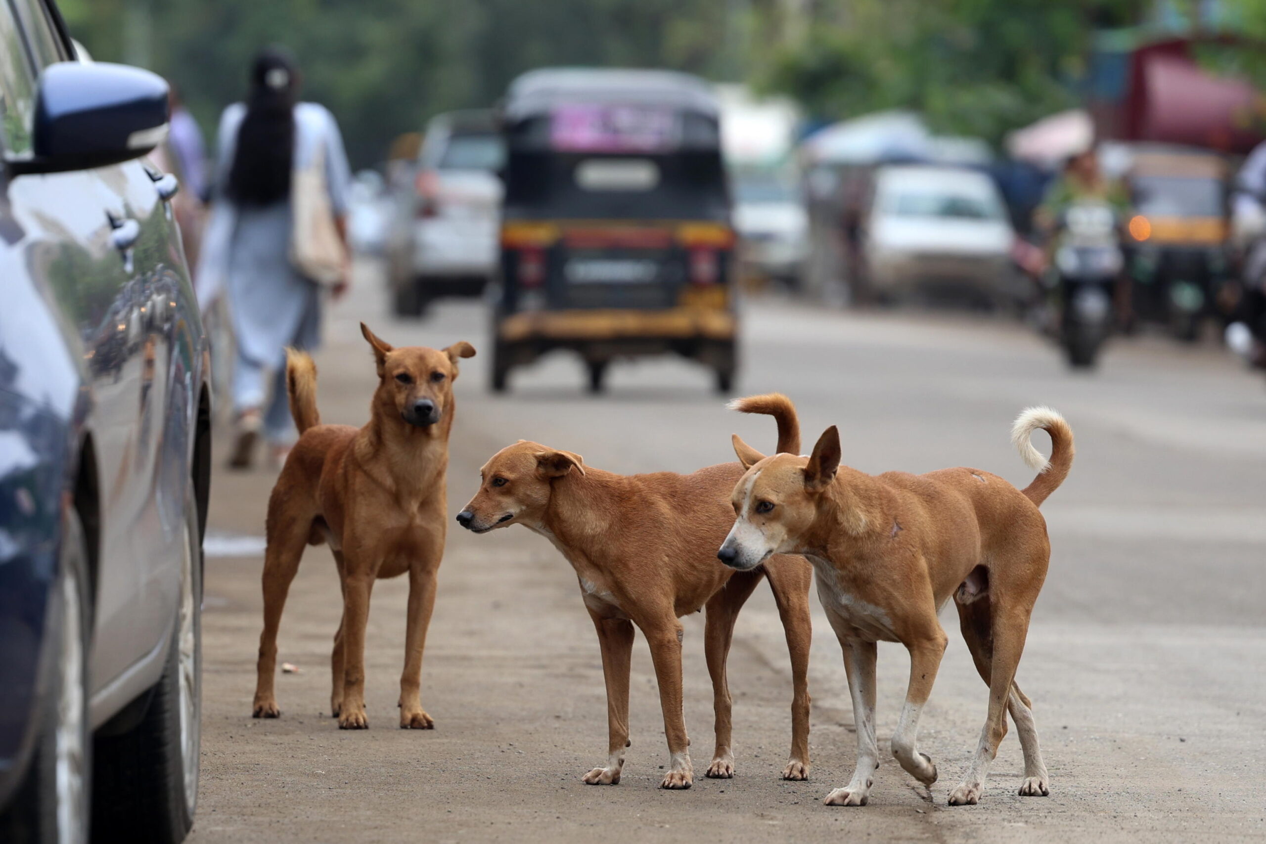 24zampe | Delhi, la Corte suprema ordina il rilascio dei cani randagi ...