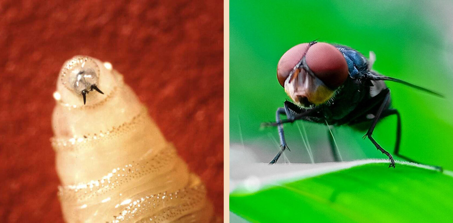 24zampe | Usa, primo caso umano di larva “mangiacarne” del Nuovo Mondo